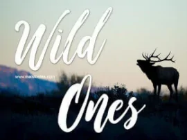 Wild Ones Font: Free Download | MaisFontes