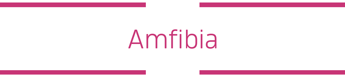 Amfibia Regular Font: Free Download | MaisFontes